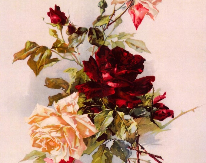 Free Ship PRINT Victorian Summer Cabbage Roses C. Klein - Etsy