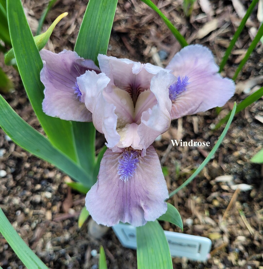 3 Clumps Windrose Iris | Standard Dwarf Bearded Plant Rhizomes | Live ...