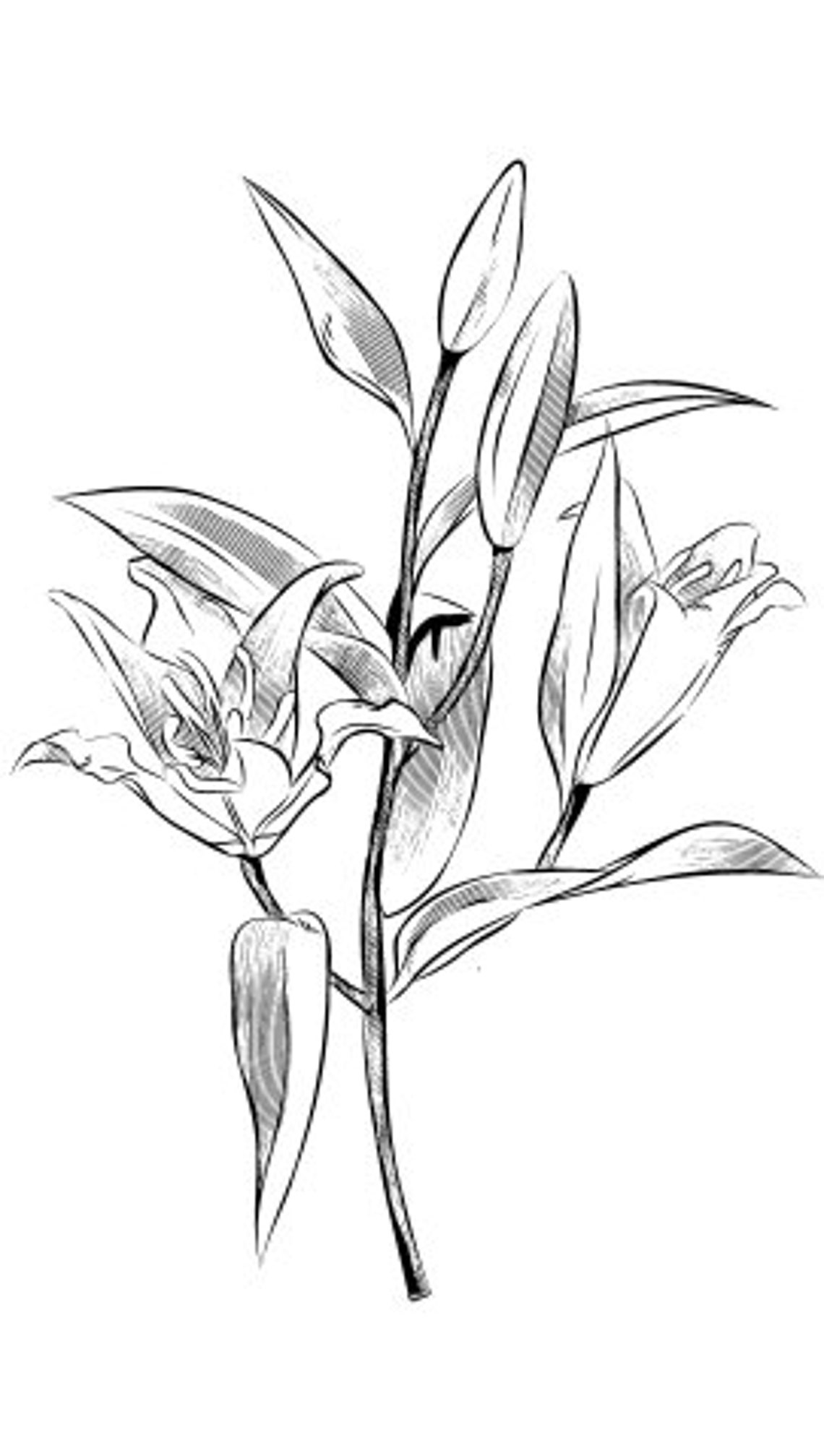 Drawing Book, Graphics, Paint Book, Flower Sketches. Sketch Book - Etsy