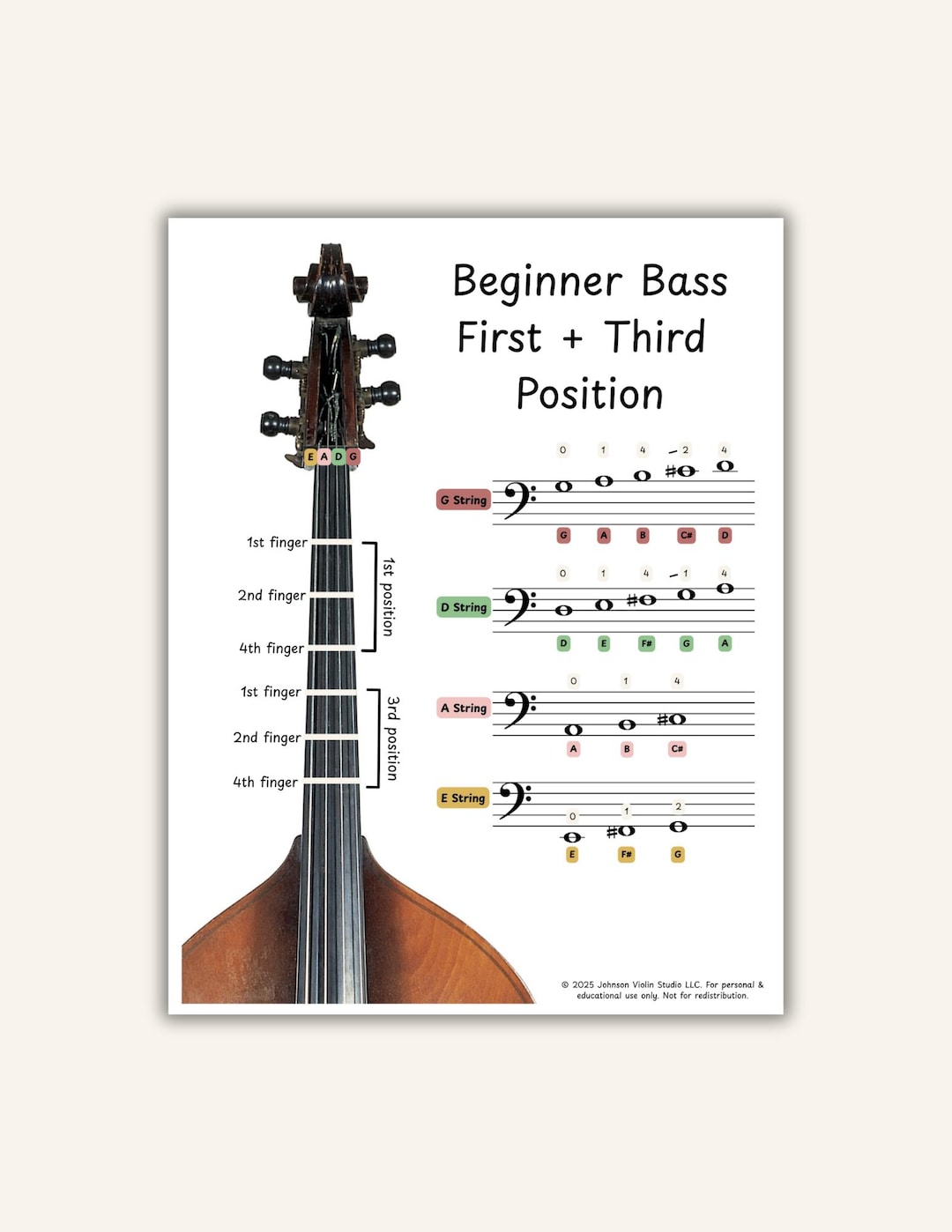 Beginner Double Bass First + Third Position Fingering Chart (digital ...
