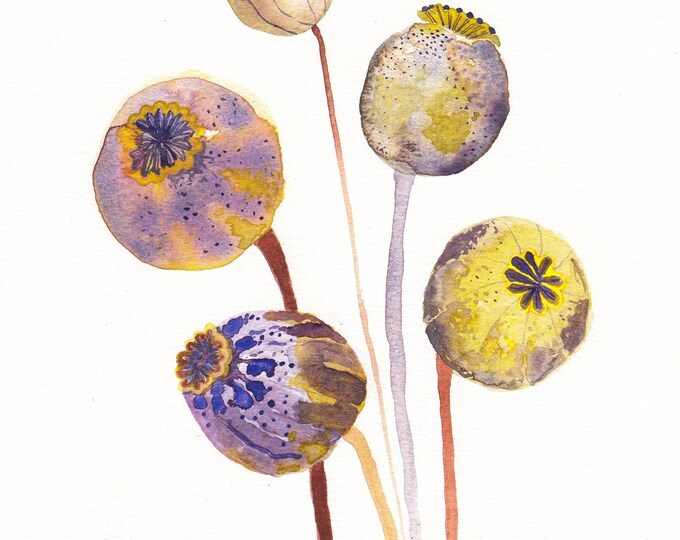 Poppy Pods - Limited Edition Print - Etsy
