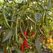 Long Indian Pepper Seeds - Etsy