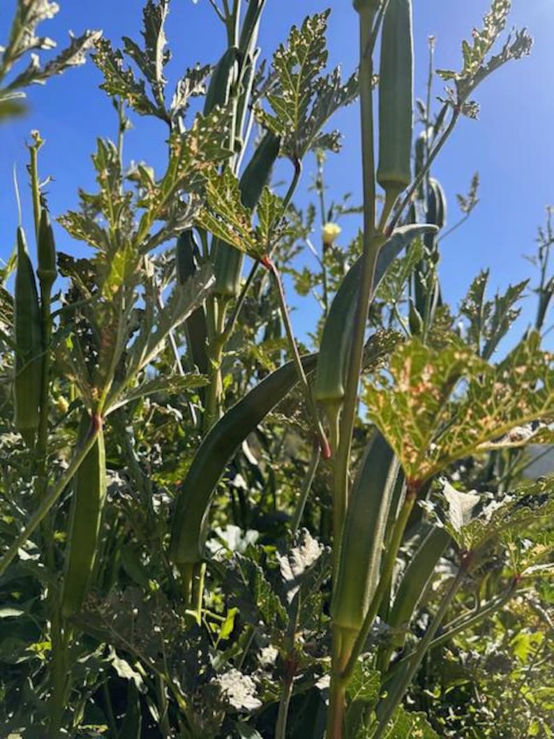 Indian Okra Seeds - Bhindi - Heirloom, Open Pollinated and Non-gmo - Etsy