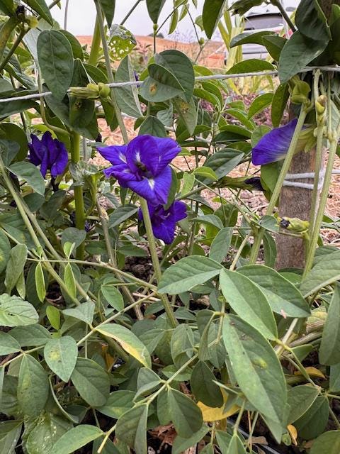Blue Butterfly Pea Seeds - Etsy