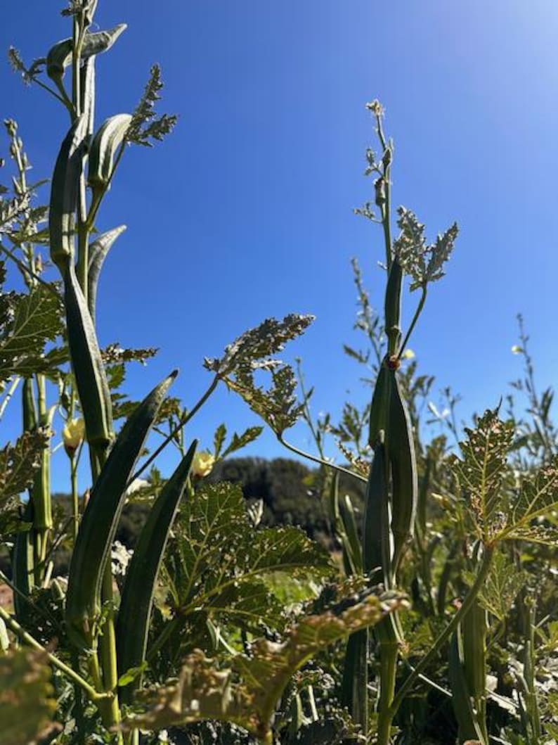 Indian Okra Seeds - Bhindi - Heirloom, Open Pollinated and Non-gmo - Etsy