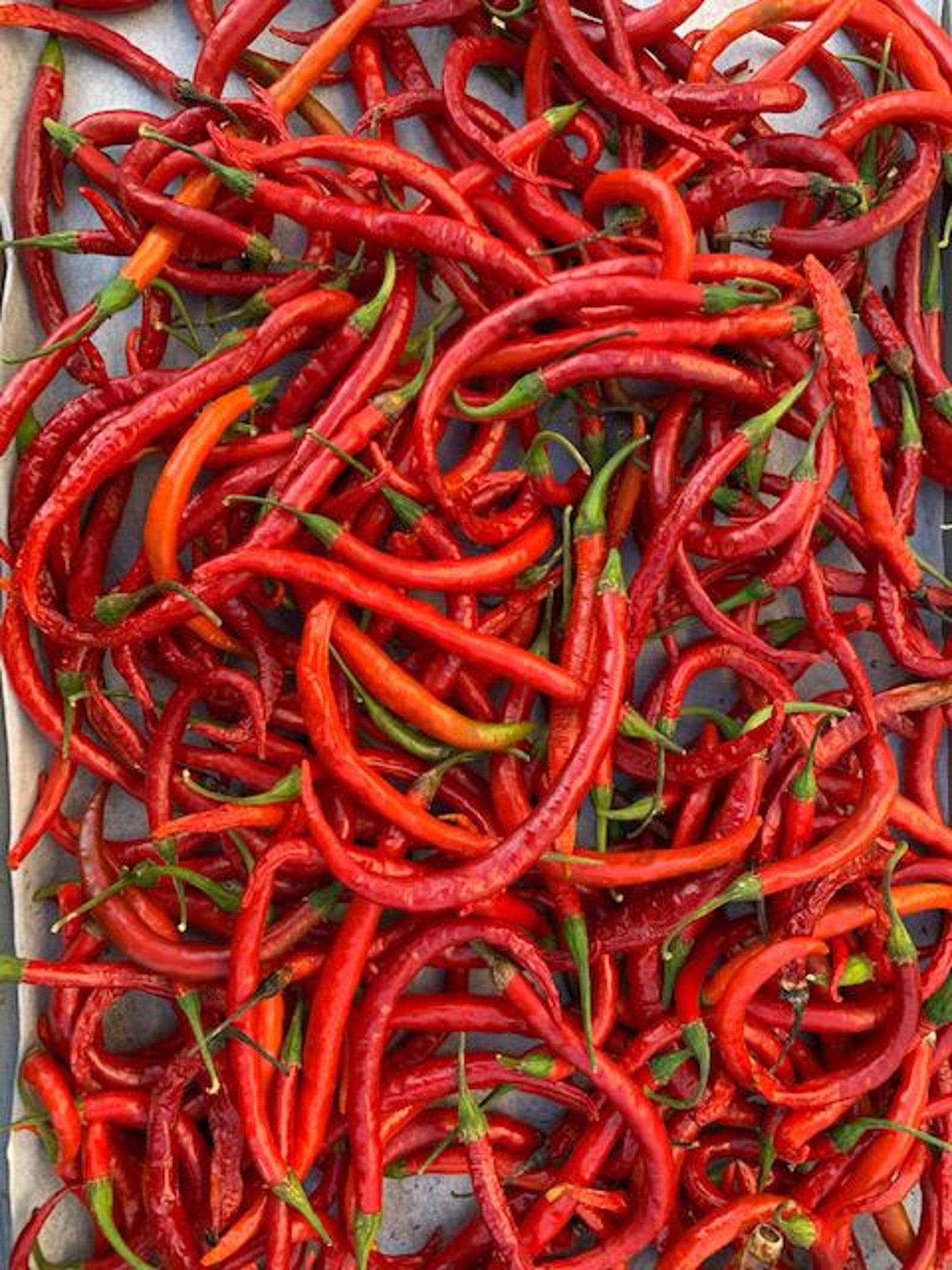 Long Indian Pepper Seeds - Etsy
