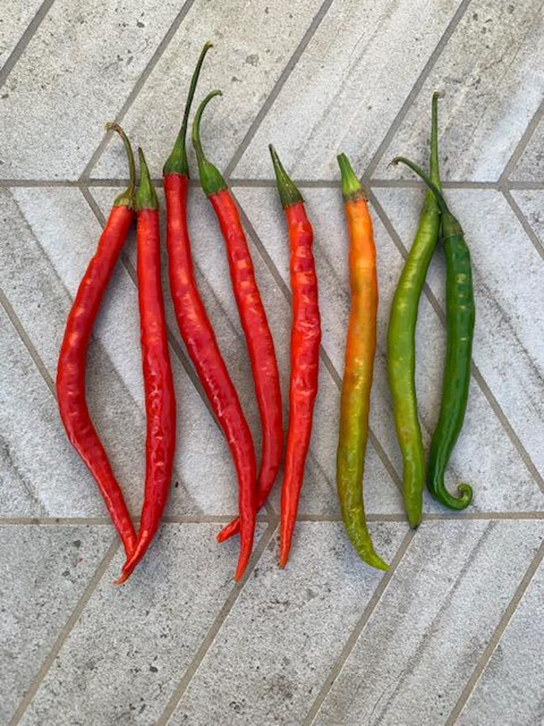 Long Indian Pepper Seeds - Etsy