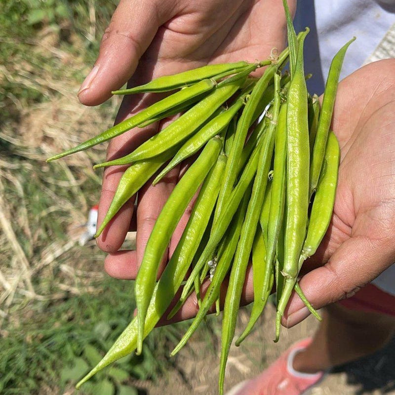 Indian Vegetable Seeds - Etsy