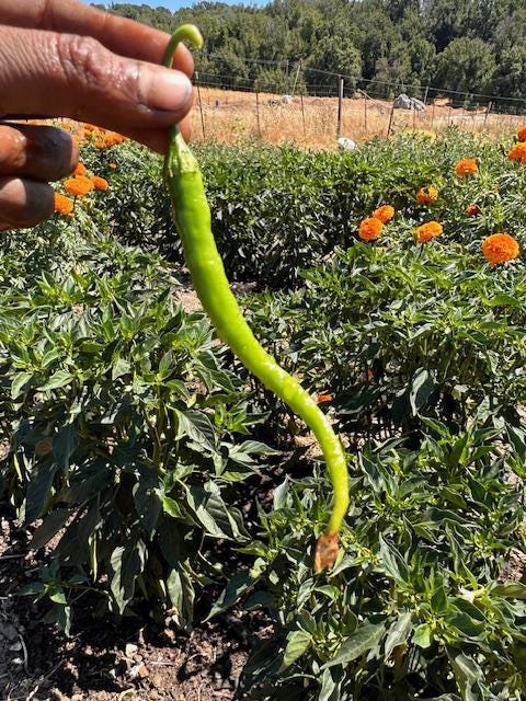 Long Indian Pepper Seeds - Etsy