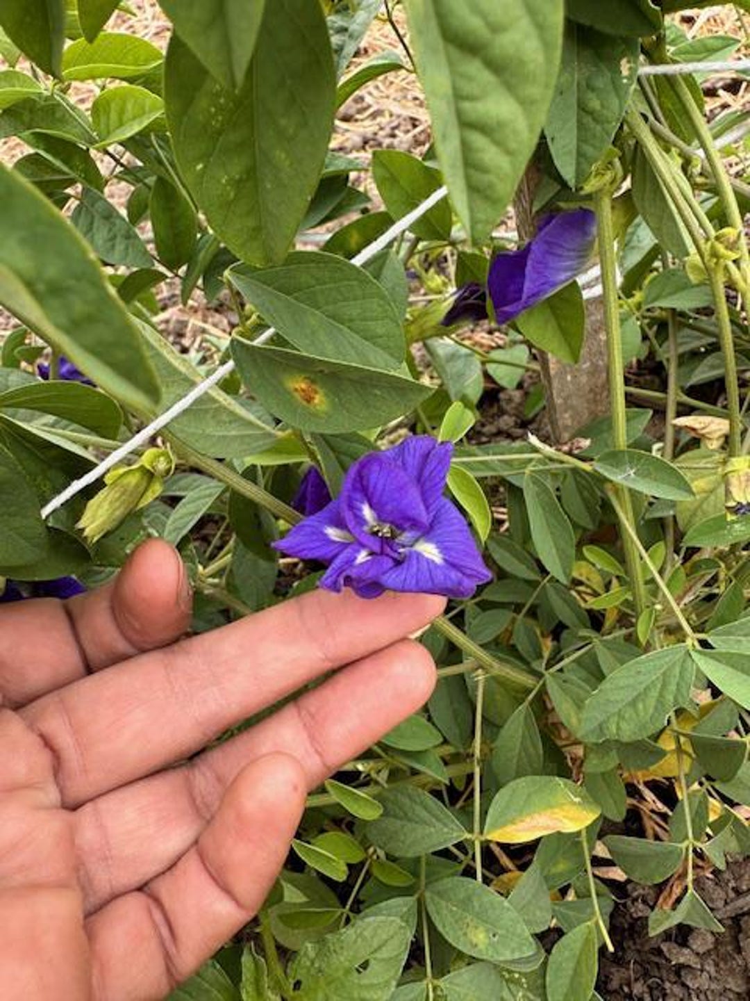 Blue Butterfly Pea Seeds - Etsy