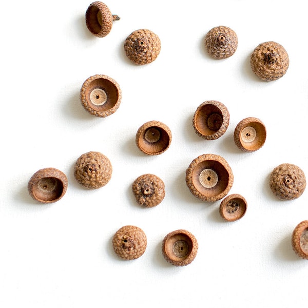 Acorn Caps - Etsy