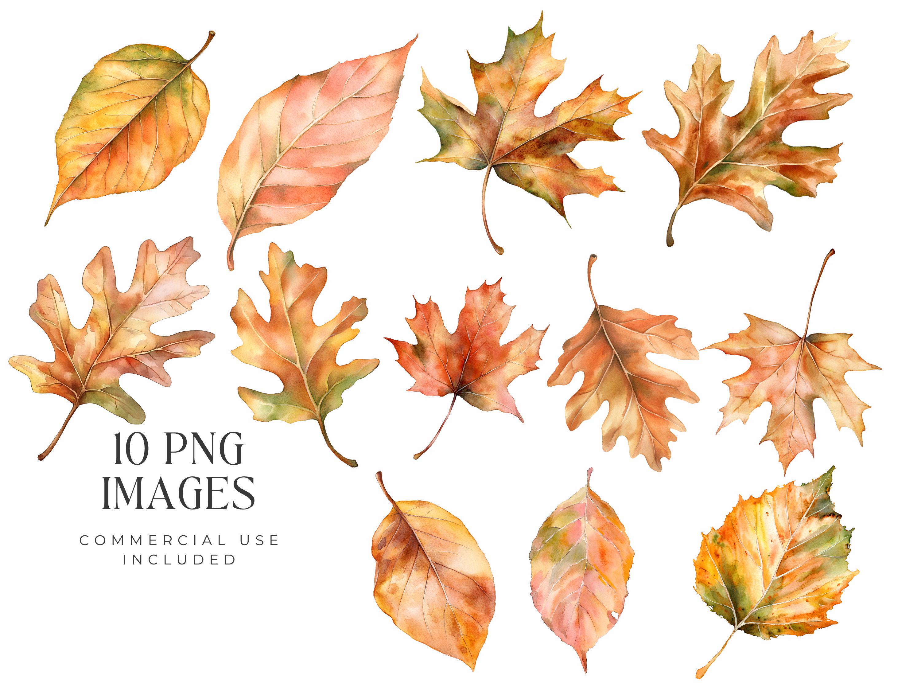 Autumn Leaves Watercolor Clipart Collection | Fall Foliage, Seasonal ...