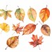 Autumn Leaves Watercolor Clipart Collection | Fall Foliage, Seasonal ...
