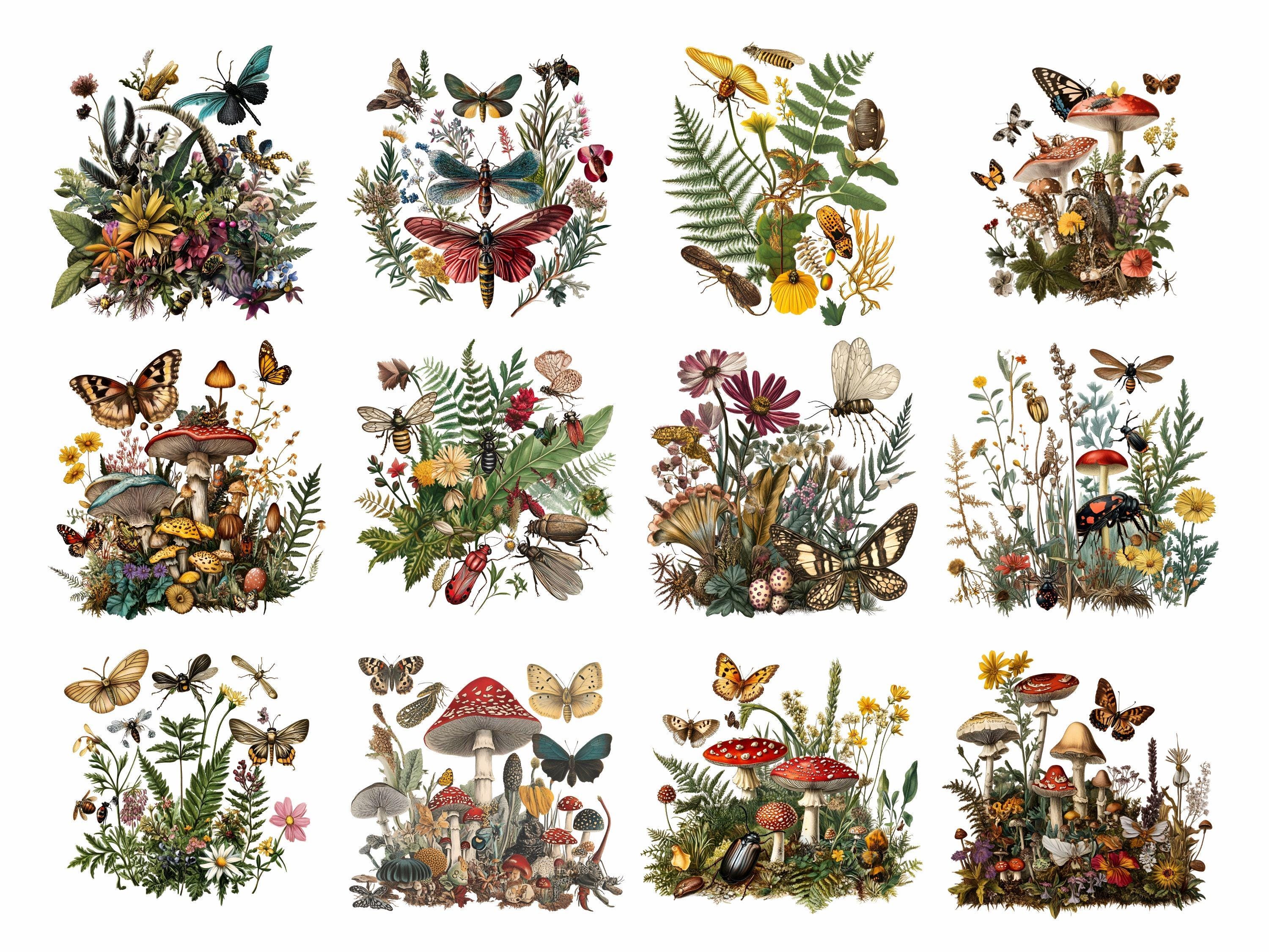 Woodland Nature Clipart Bundle | Mushrooms, Butterflies, Insects ...