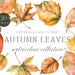 Autumn Leaves Watercolor Clipart Collection | Fall Foliage, Seasonal ...