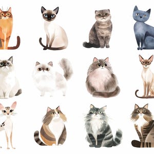 Cute Cats Watercolor Clipart – 45 Feline Illustrations (digital ...