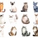 Cute Cats Watercolor Clipart – 45 Feline Illustrations (digital ...