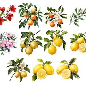 Mediterranean Clipart - Lemons and Tiles - Sicilian Flora Citrus - Blue ...
