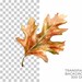 Autumn Leaves Watercolor Clipart Collection | Fall Foliage, Seasonal ...