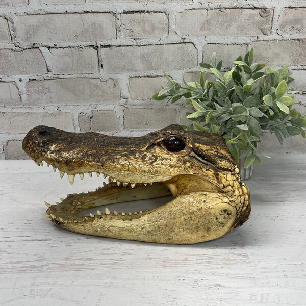 Alligator Heads - Etsy