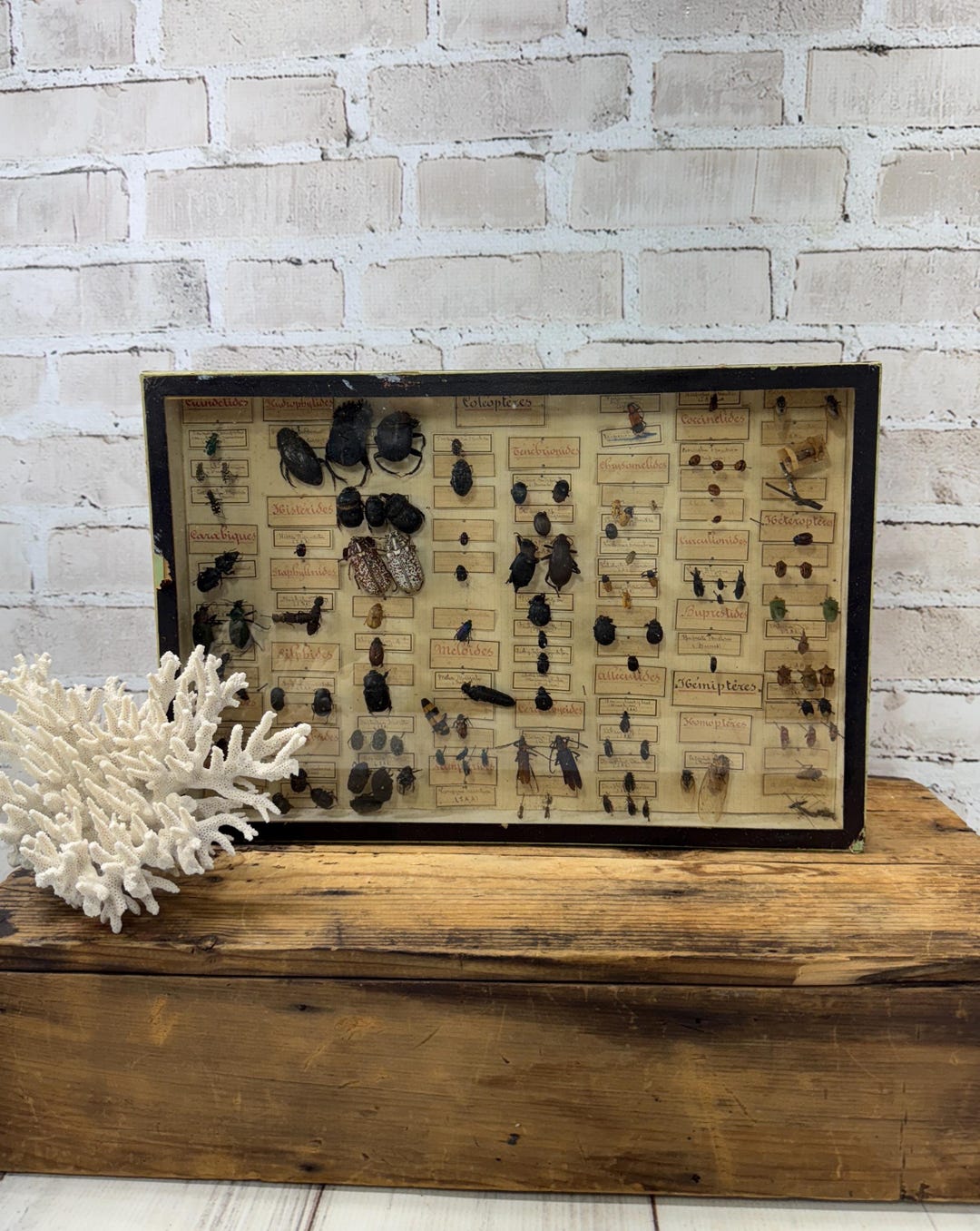 Antique French Entomology Display- 1800's Beetle Collection- Taxidermy ...