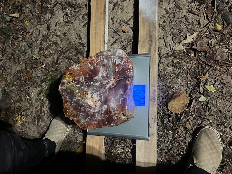 Arizona Agatized Petrified Wood - Etsy