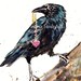 Crow Gift, Crow With Heart, Grow Giving Gift, Art, Black Crow, Raven ...