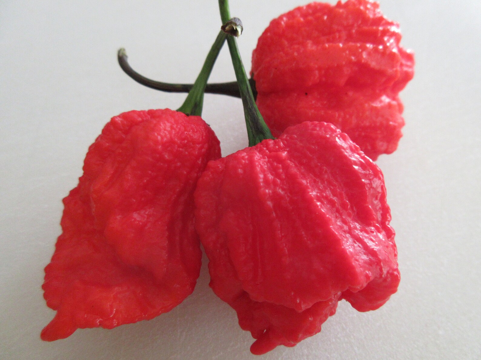 Carolina Reapers, 15 Reaper Seeds, Carolina Reaper Seed, Reapers ...