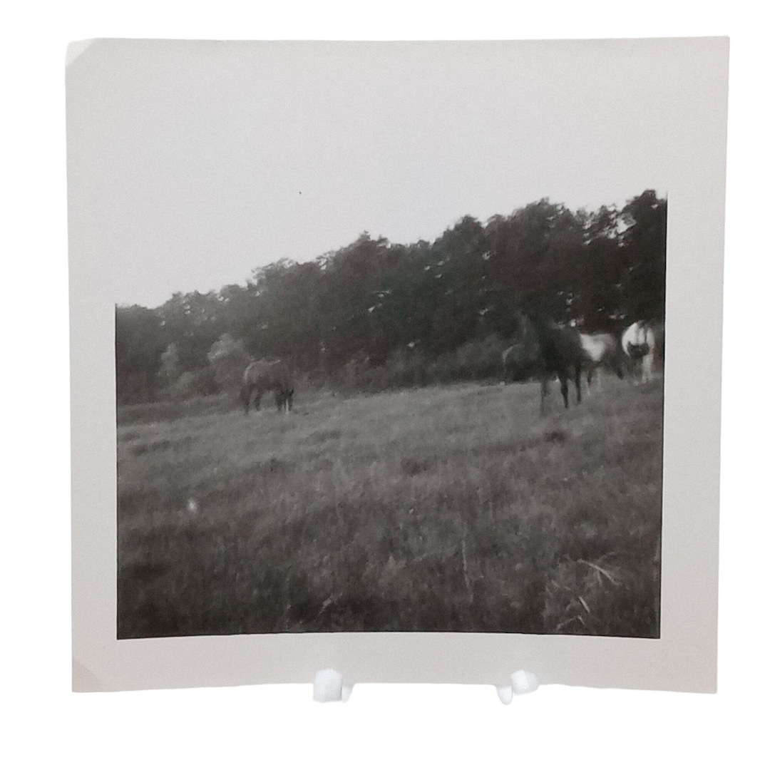 Horse Herd Photo Photograph Picture Ranch Grazing Found Art Home Decor ...