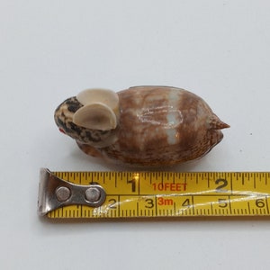 Seashell Bunny Rabbit Figurine Sea Shell Collectible Folk Art Vintage ...