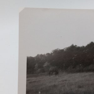 Horse Herd Photo Photograph Picture Ranch Grazing Found Art Home Decor ...