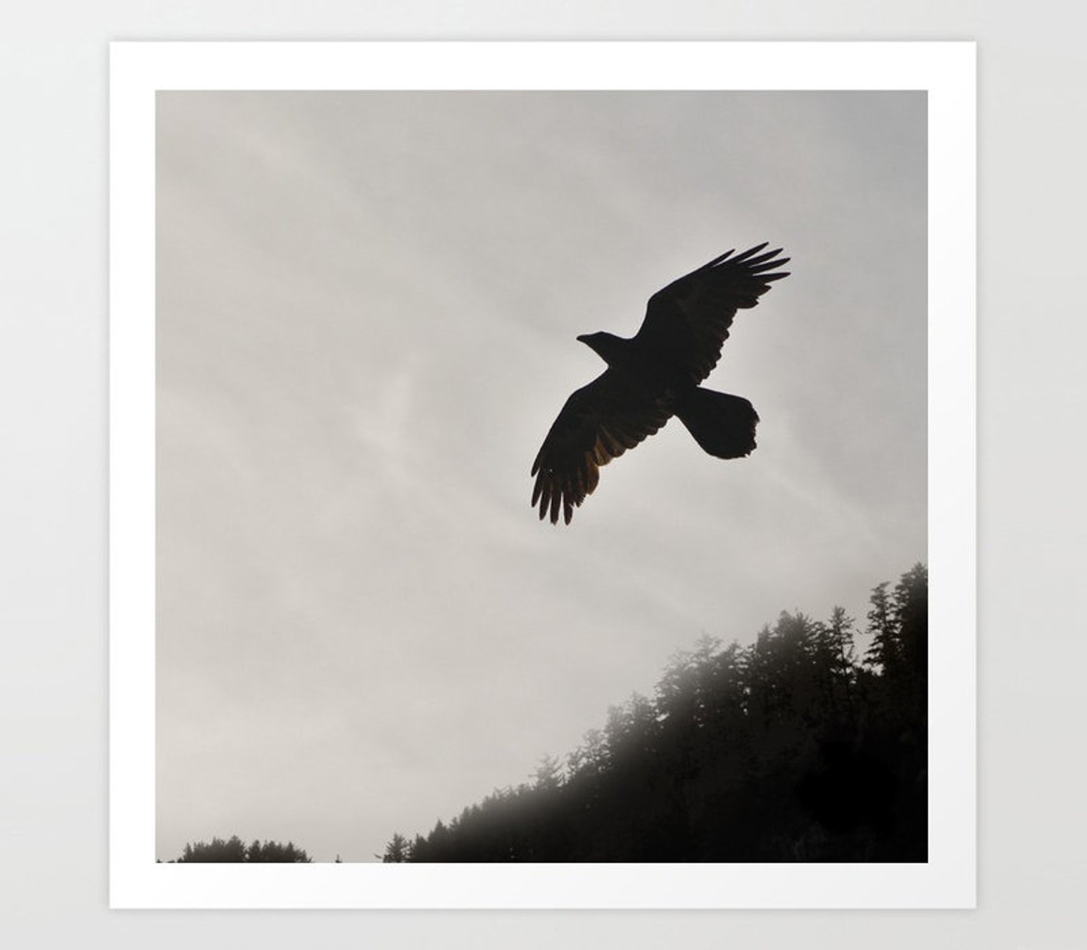 Raven Bird Wildlife Northwest Photograph Print Washington - Etsy