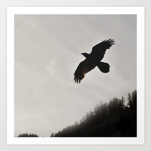 Raven Bird Wildlife Northwest Photograph Print Washington - Etsy