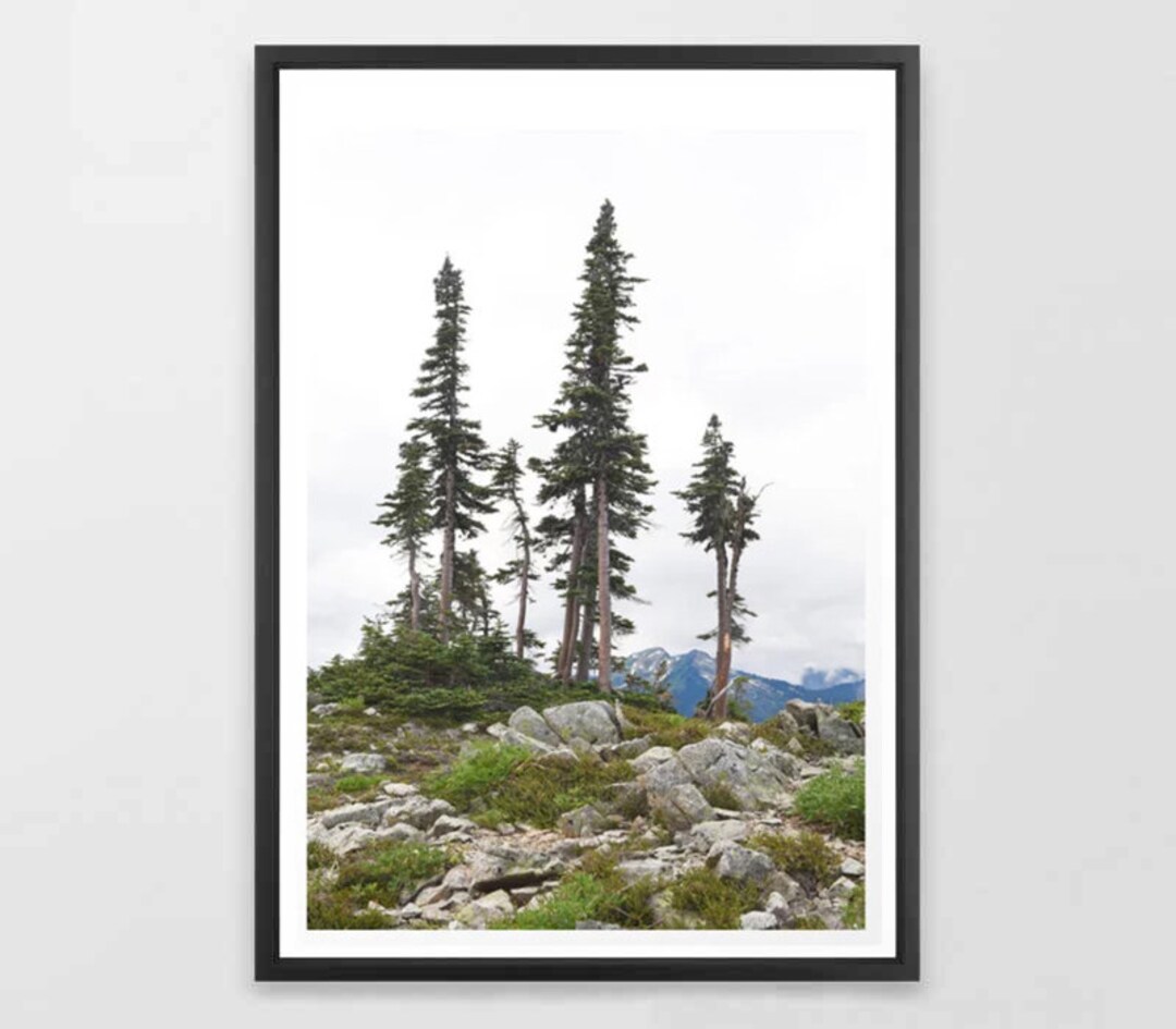 Alpine Trees Washington Photo, Pacific Northwest, Bonsai Art Print ...