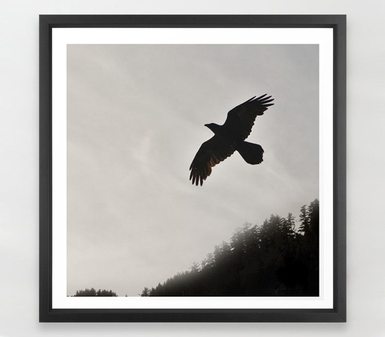 Raven Bird Wildlife Northwest Photograph Print Washington - Etsy