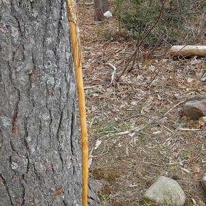 Handmade Maple Wood Walking Stick for Nature Hikes, Trail Hiking, 51 ...