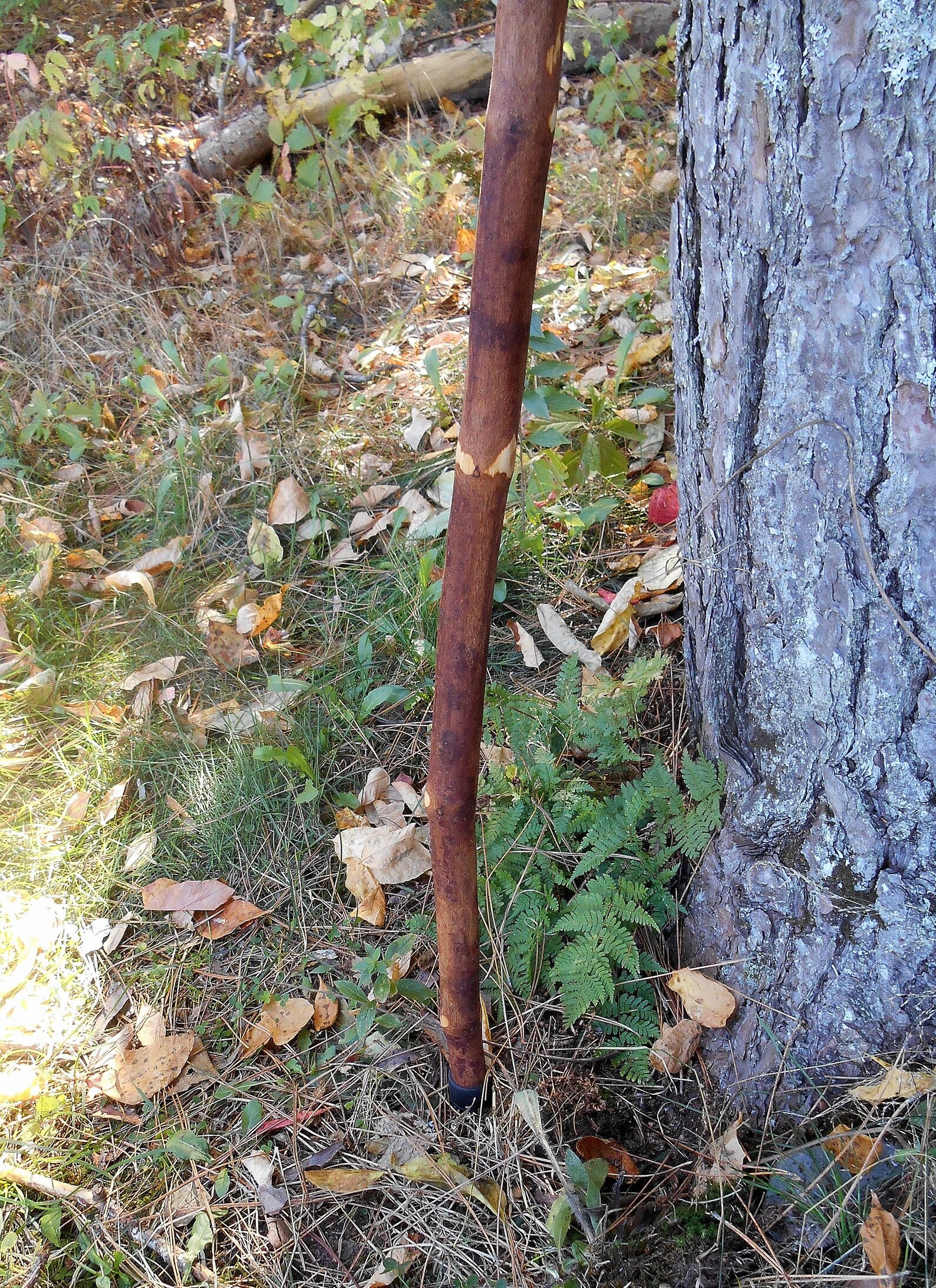 Wood Walking Stick: Bark Grip, Leather Lanyard, Spruce Hiking Staff - Etsy