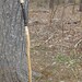 Hand Carved Walking Stick, Birch Wood Hiking Staff With Leather Wrap ...