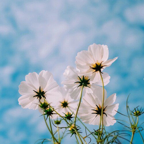 Biancaxstickers - Etsy