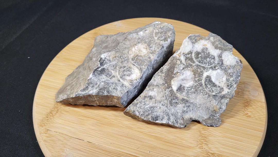 Shell Fossils, Fossilized Shell Imprints, Shell Imprints in Rock ...
