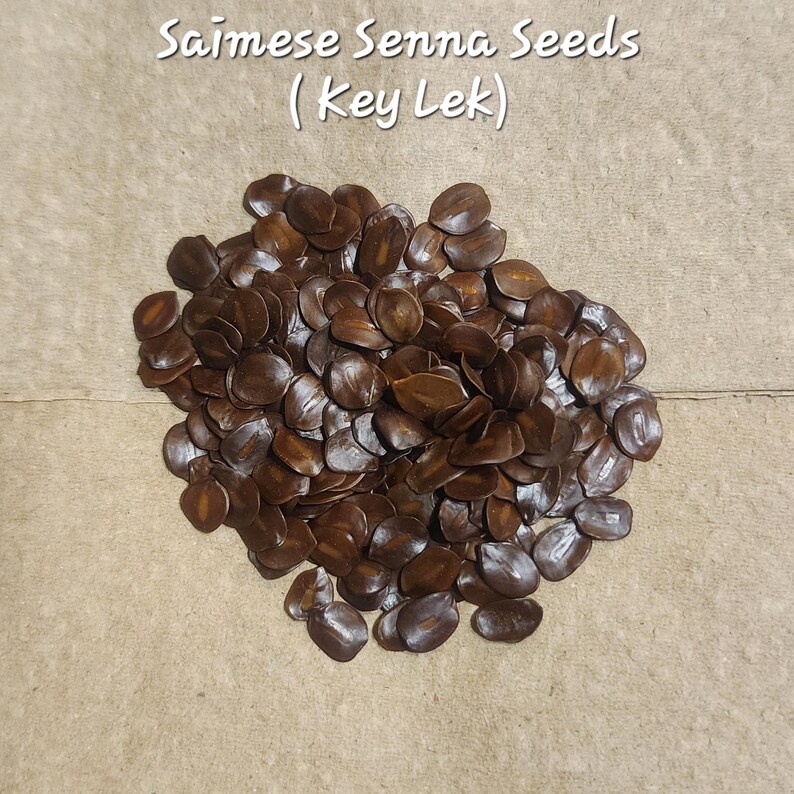 Siamese Senna, Siamese Cassia, Cassod Tree, Thai Copper Pod Seeds ...