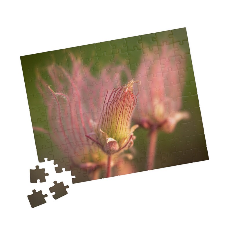 Prairie Smoke Flower - Etsy