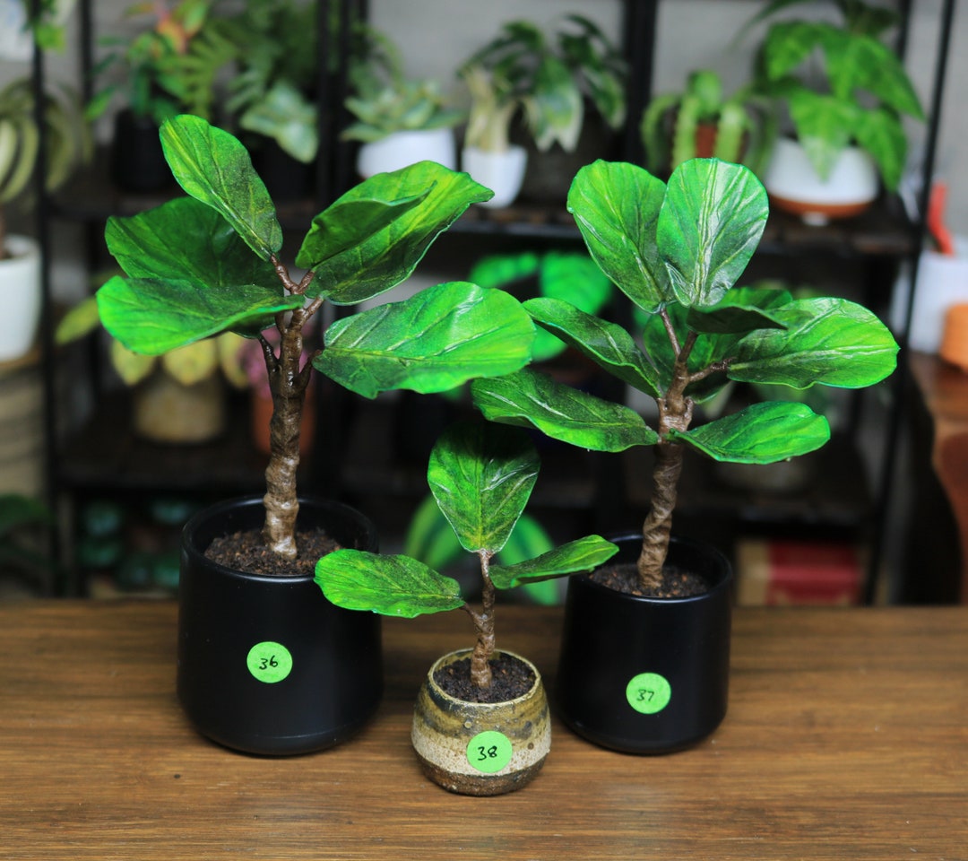 1/6 Scale Miniature Fiddle-leaf Fig Dolls House Plant Barbie Size for ...
