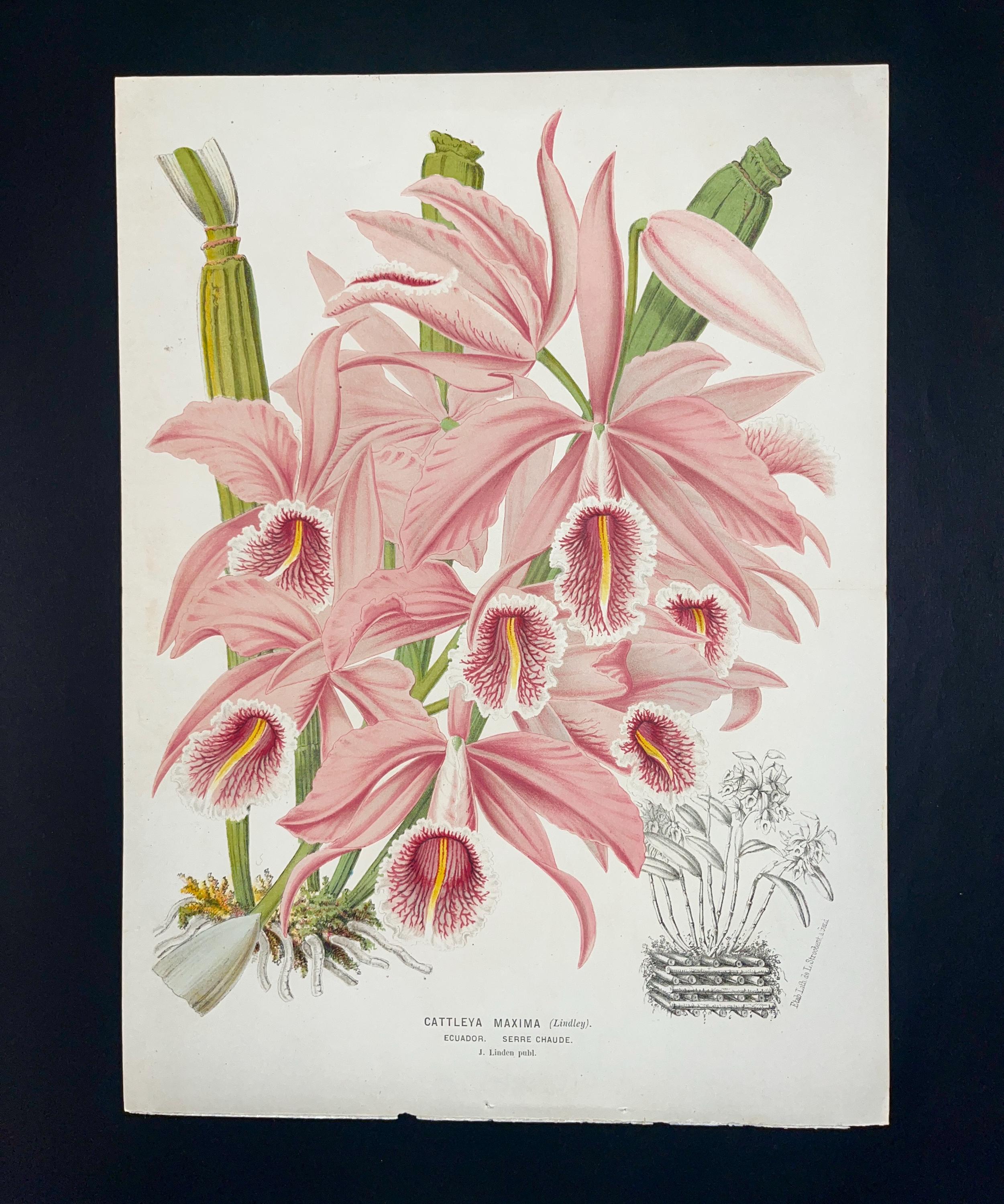 Large Cattleya Maxima Orchid Print, Original 19th Century Antique ...