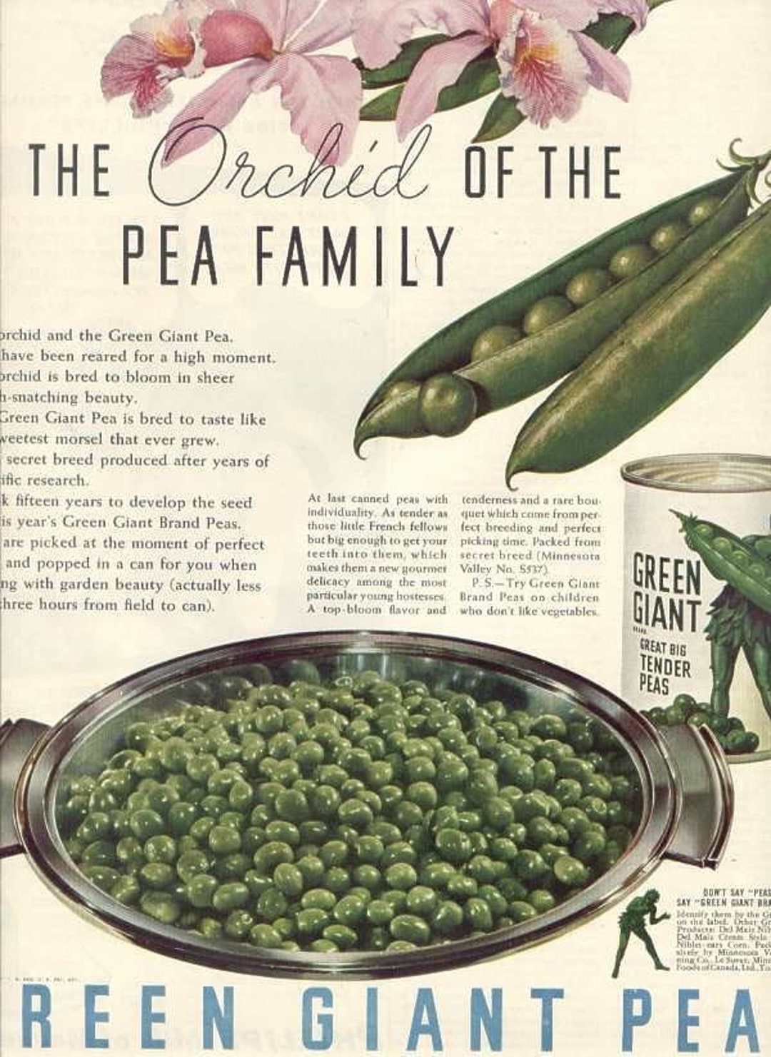 1937 Green Giant Pea Ad, the Orchid of the Pea Family, American Food ...