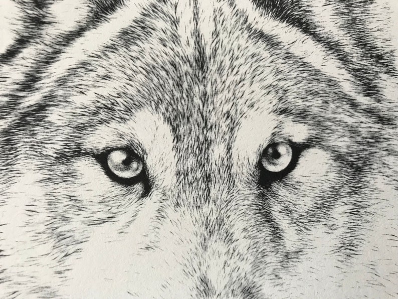 J. Sharkey Thomas Fine Art Print Timber Wolf 1973 9x12 - Etsy