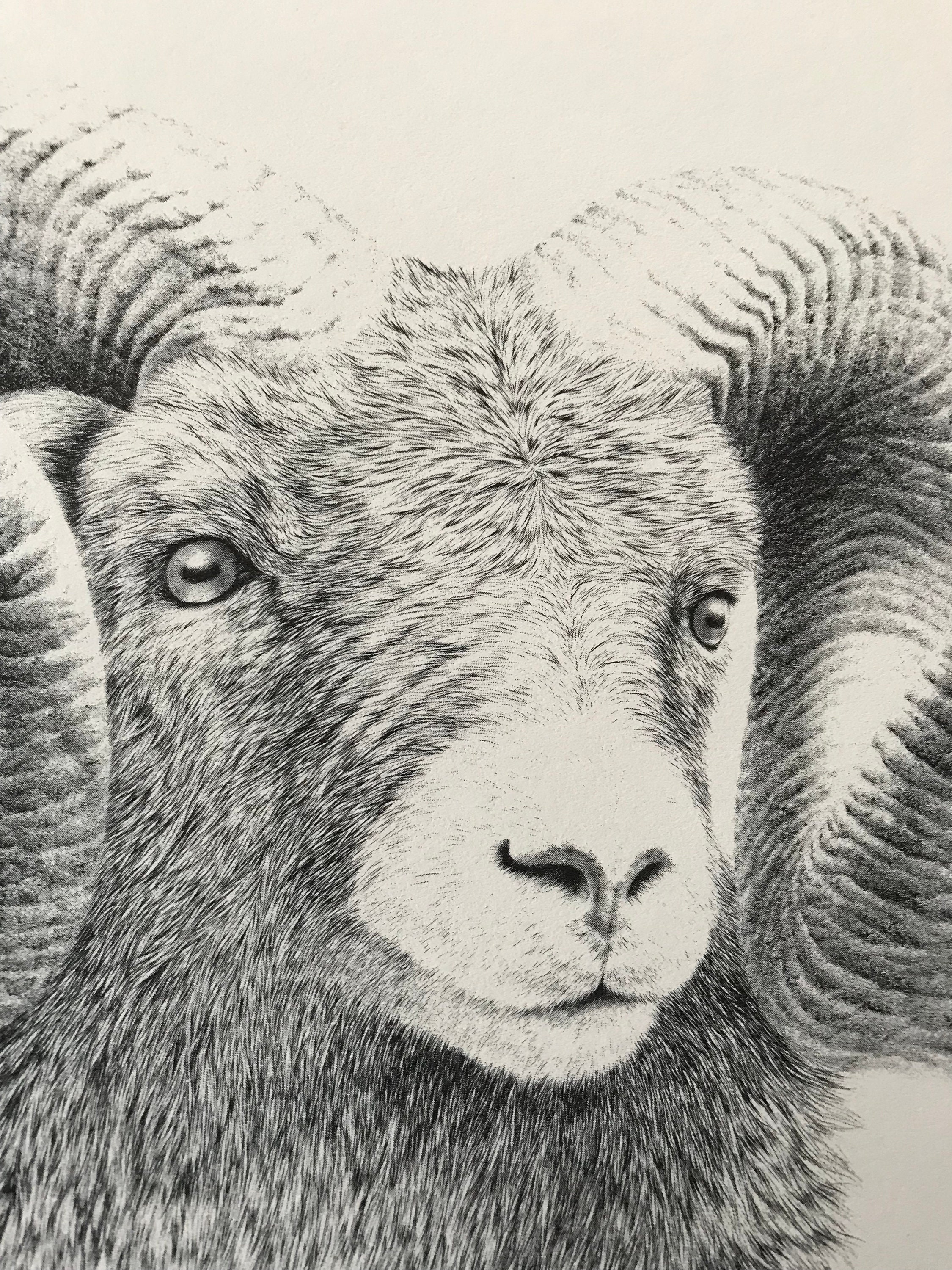 J. Sharkey Thomas Fine Art Print Big Horn Sheep 1973 9x12 - Etsy