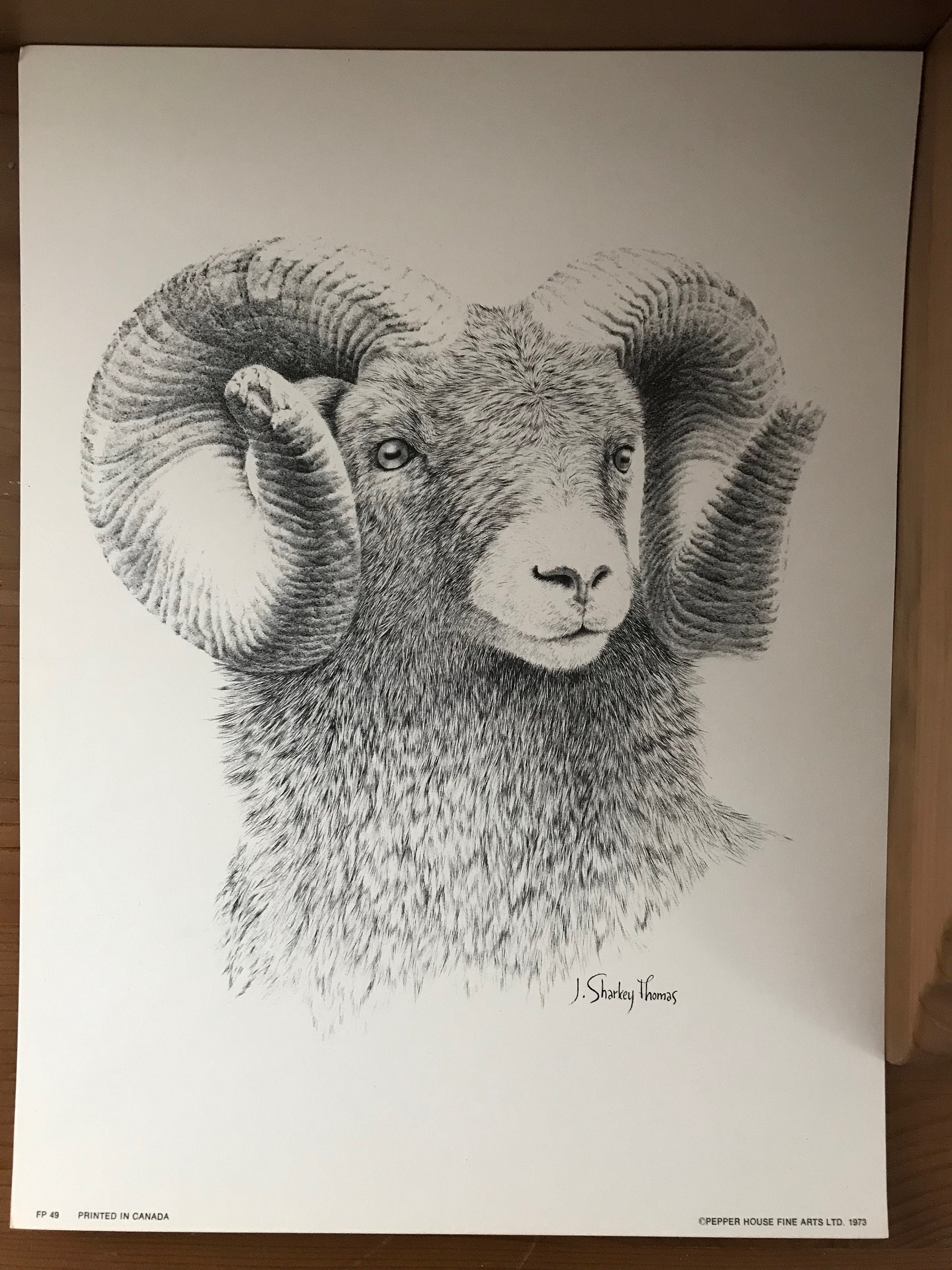 J. Sharkey Thomas Fine Art Print Big Horn Sheep 1973 9x12 - Etsy