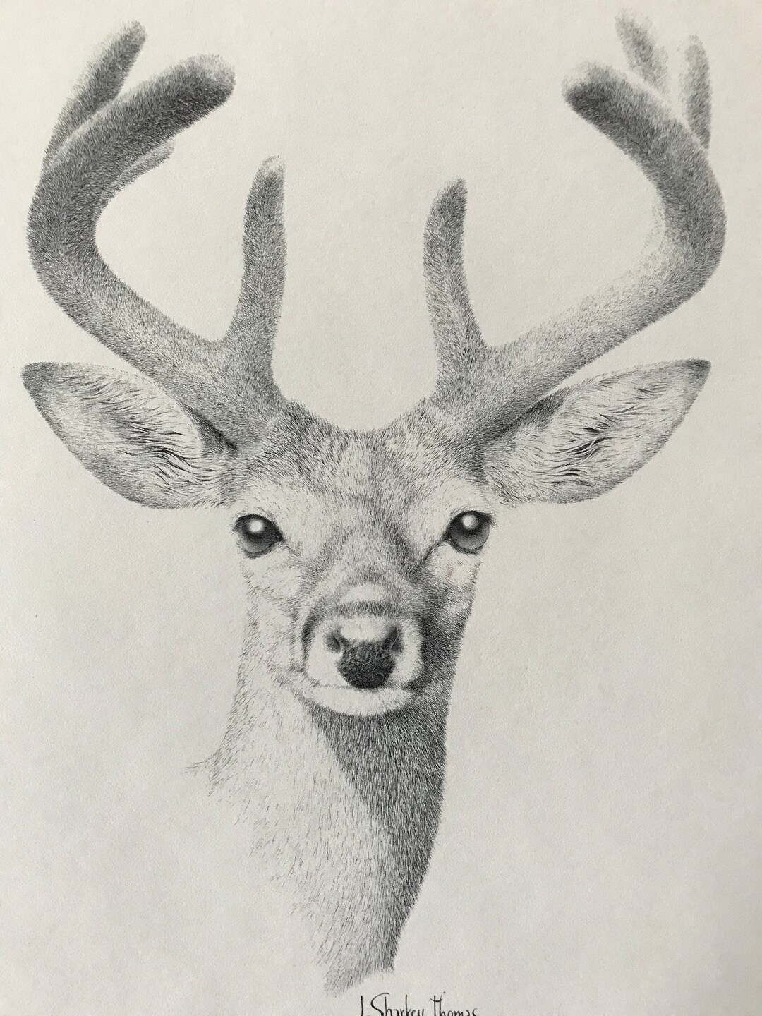 J. Sharkey Thomas Fine Art Print - White Tailed Buck - Deer - 1973 ...