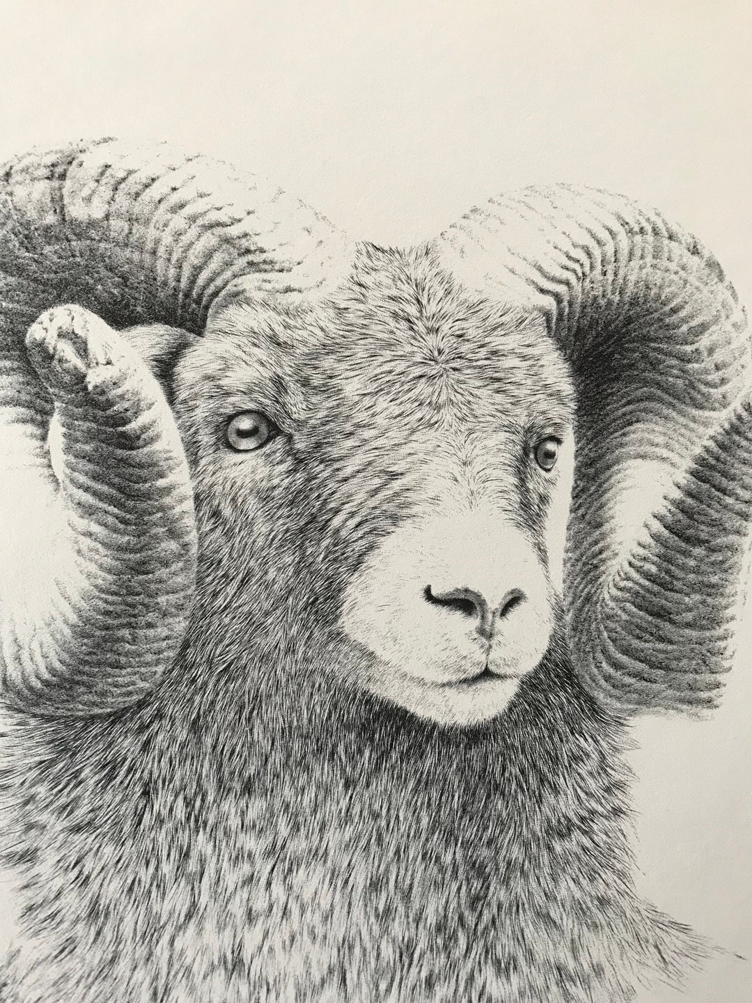 J. Sharkey Thomas Fine Art Print - Big Horn Sheep - 1973 - 9x12 - Etsy